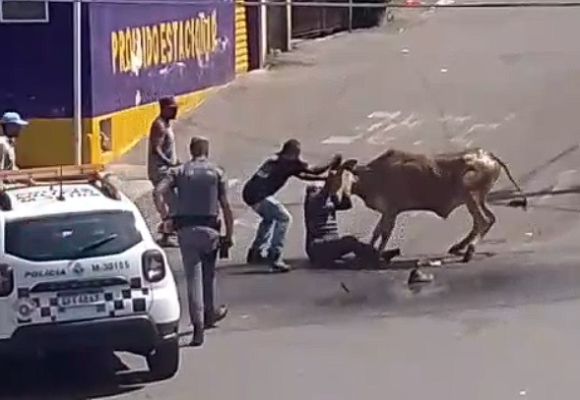 Police kill a cow that was attacking a man in the middle of the street ...